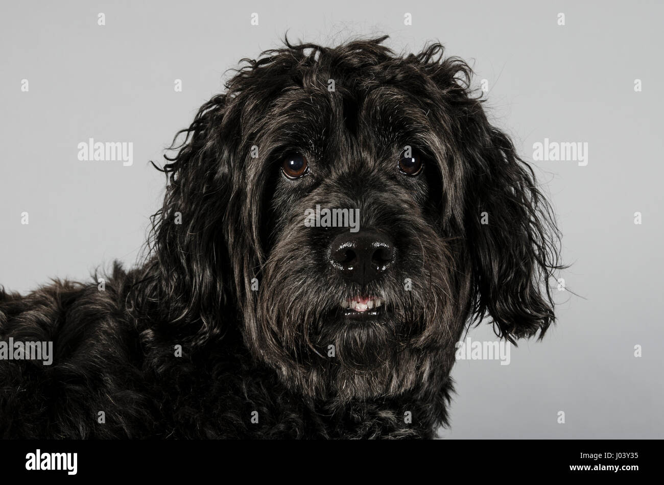 Labradoodle black hi-res stock photography and images - Alamy