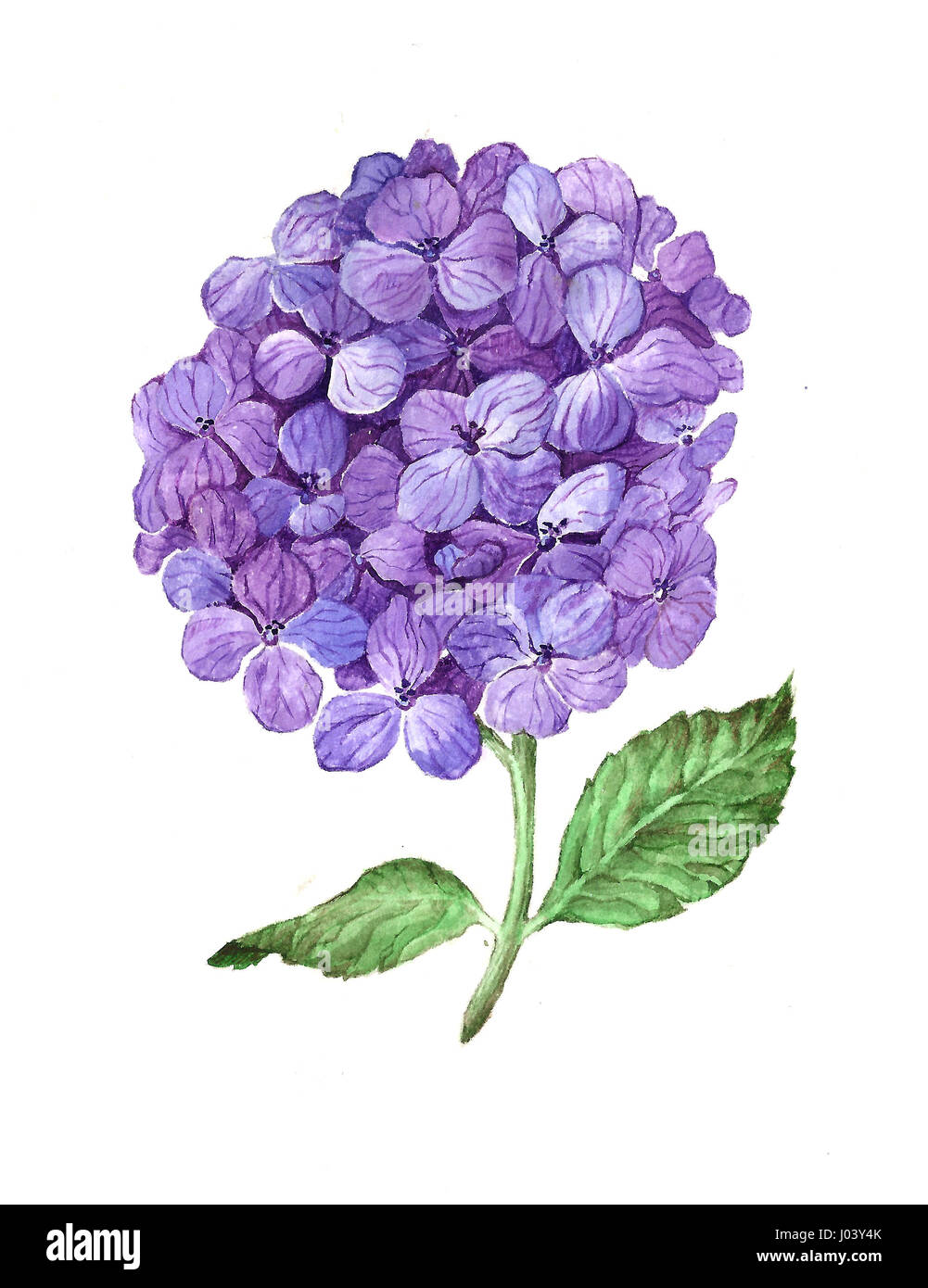 Lilac hydrangea flowers isolated on white background Stock Photo - Alamy
