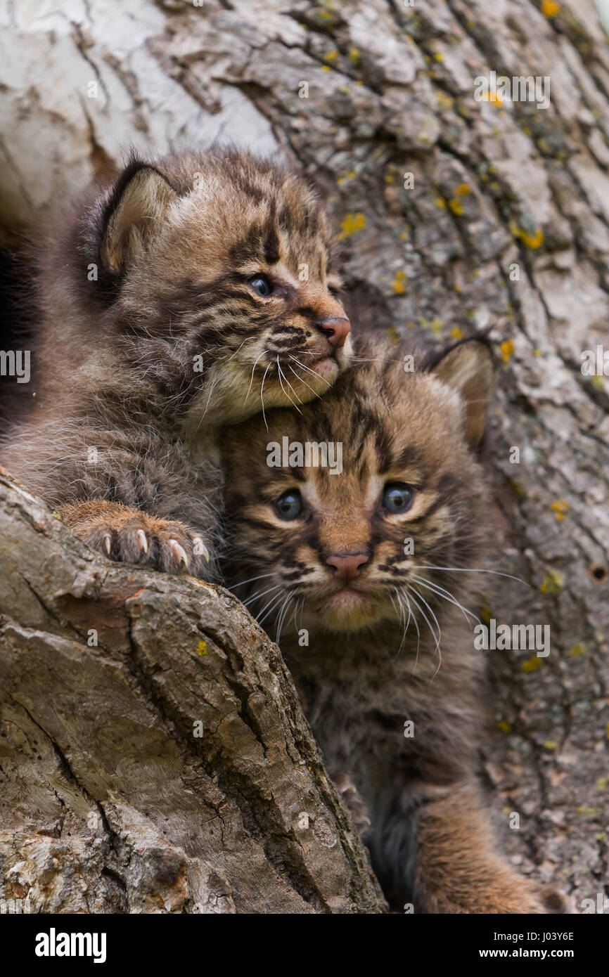 Baby lynx hi-res stock photography and images - Alamy