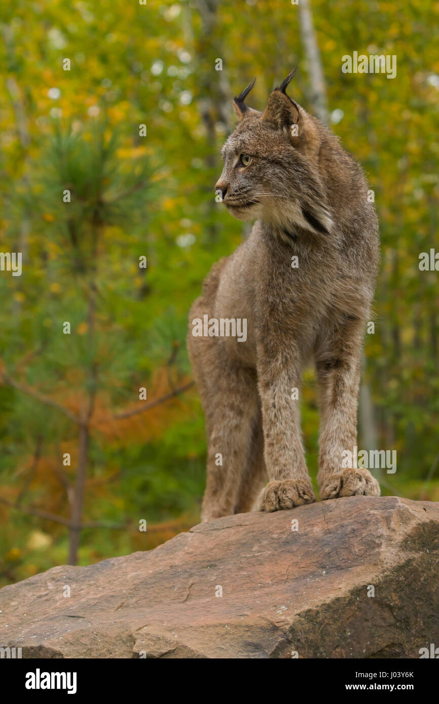 Lynx (Lynx lynx) male lynx approx 10 years old standing on a rock Stock ...