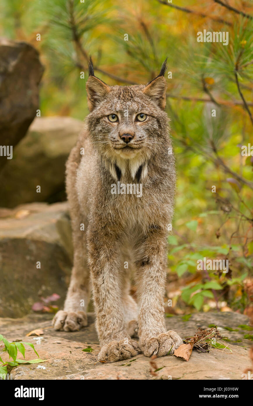 Lynx (Lynx lynx) standing on a rock Stock Photo - Alamy