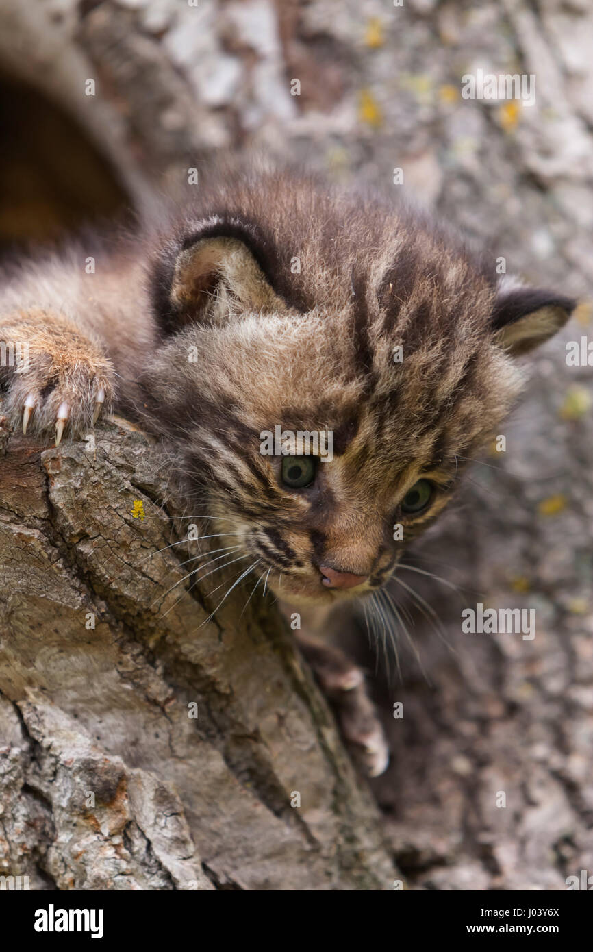 Baby bobcat hi-res stock photography and images - Alamy