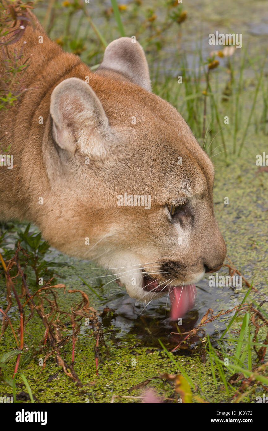 Puma family drinking hi-res stock photography and images - Alamy
