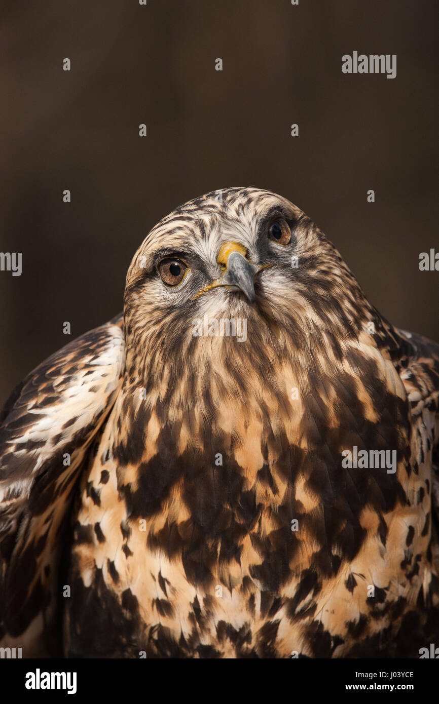 Rough legged hawk hi-res stock photography and images - Alamy