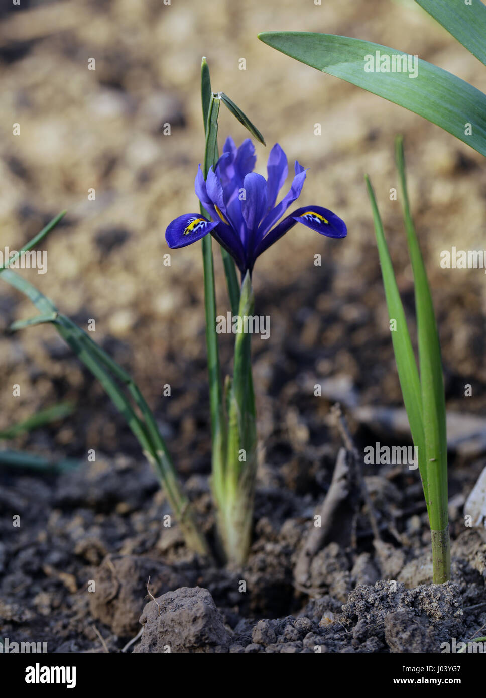 Spring flower crocus grows from the ground Stock Photo - Alamy