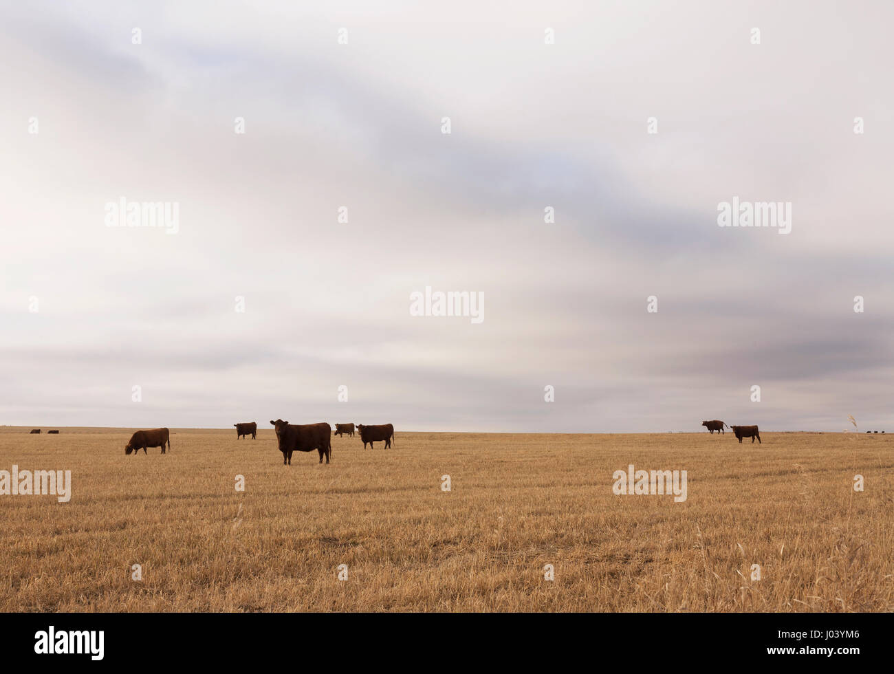 Cattle and meadow, Southern Alberta Canada Stock Photo - Alamy
