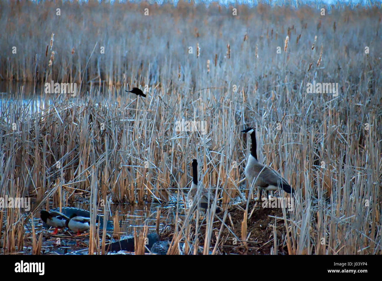 Colorfull waterfowl hi-res stock photography and images - Alamy