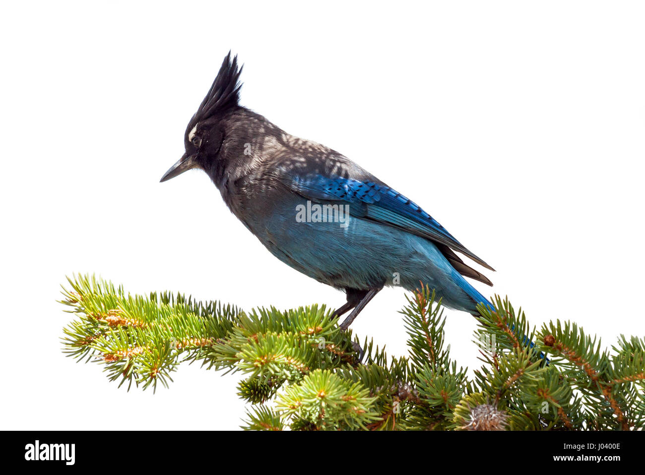 Blue jay in a pine tree hi-res stock photography and images - Alamy