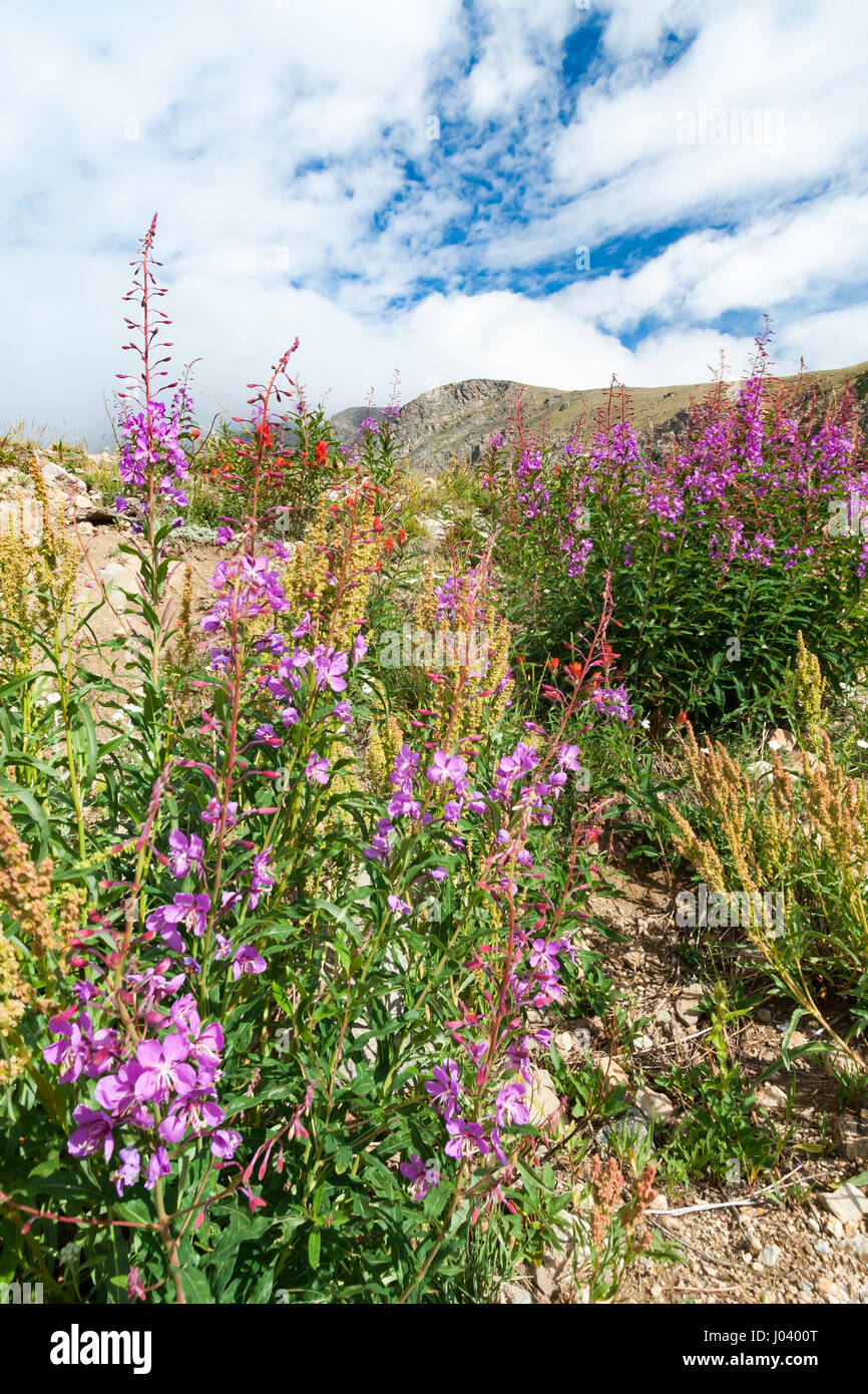 Hiking trail through blooming wildflowers in a Colorado Rocky Mountains ...
