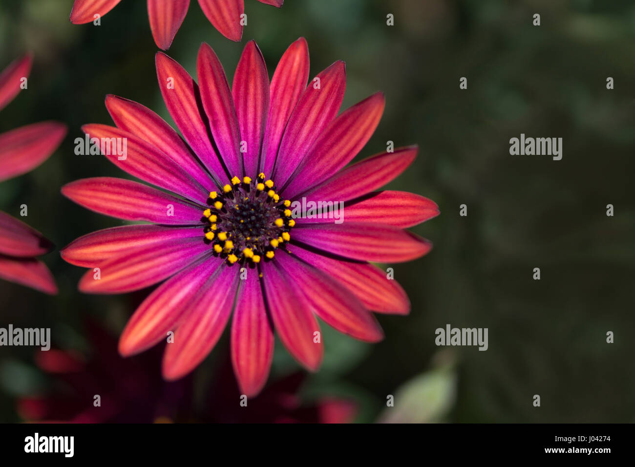Osteospermum red hi-res stock photography and images - Alamy