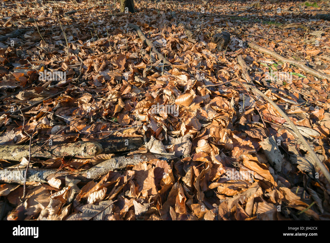 British woodland floor hi-res stock photography and images - Alamy