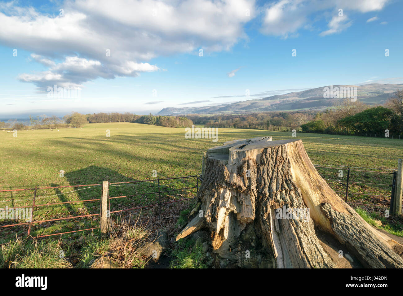 Tree stump park castle hi-res stock photography and images - Alamy