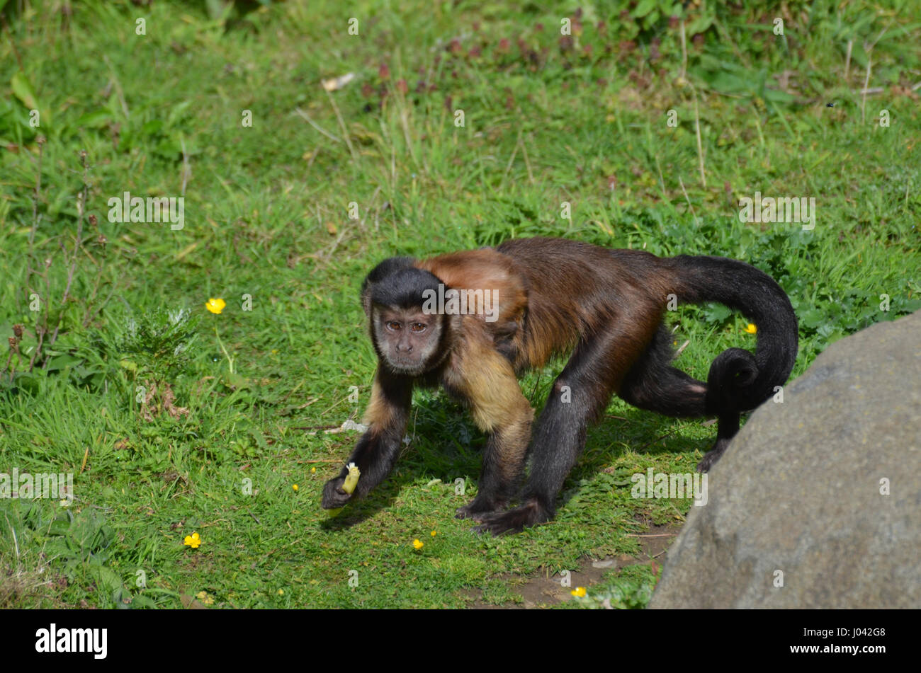 Really cute black capped capuchin monkey running through grass Stock ...