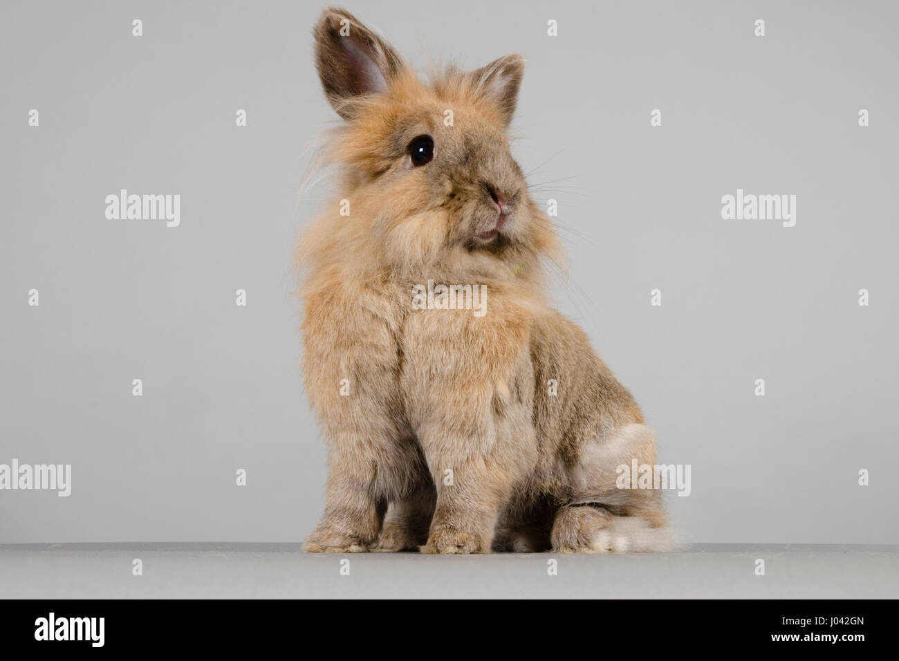 Domestic rabbit, UK Stock Photo - Alamy