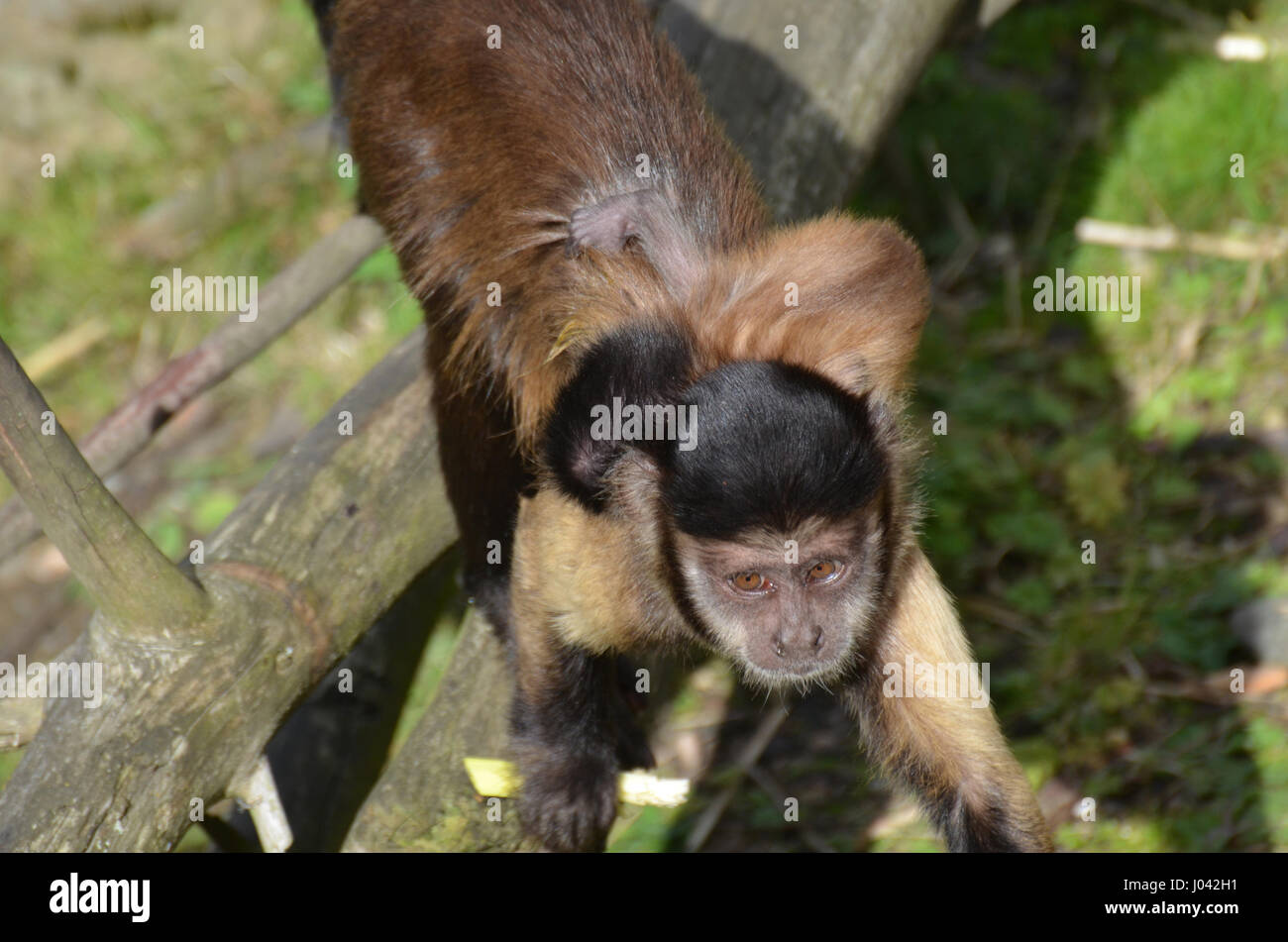 Baby brown capuchin monkey with it's leg visible on the back of it's ...