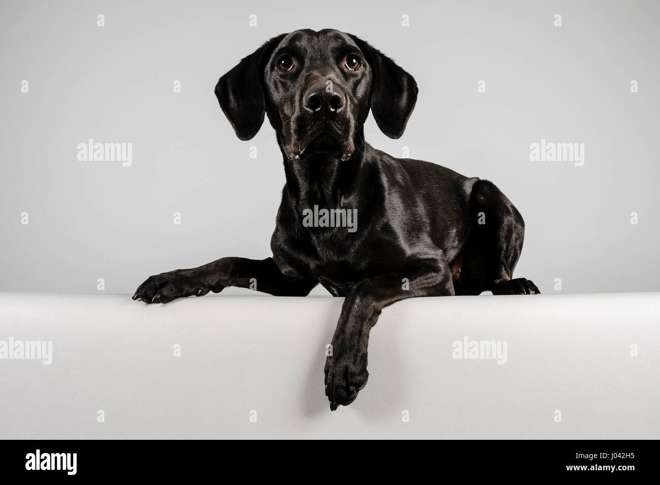 Female Black Labrador Retriever, photographed in the UK Stock Photo - Alamy