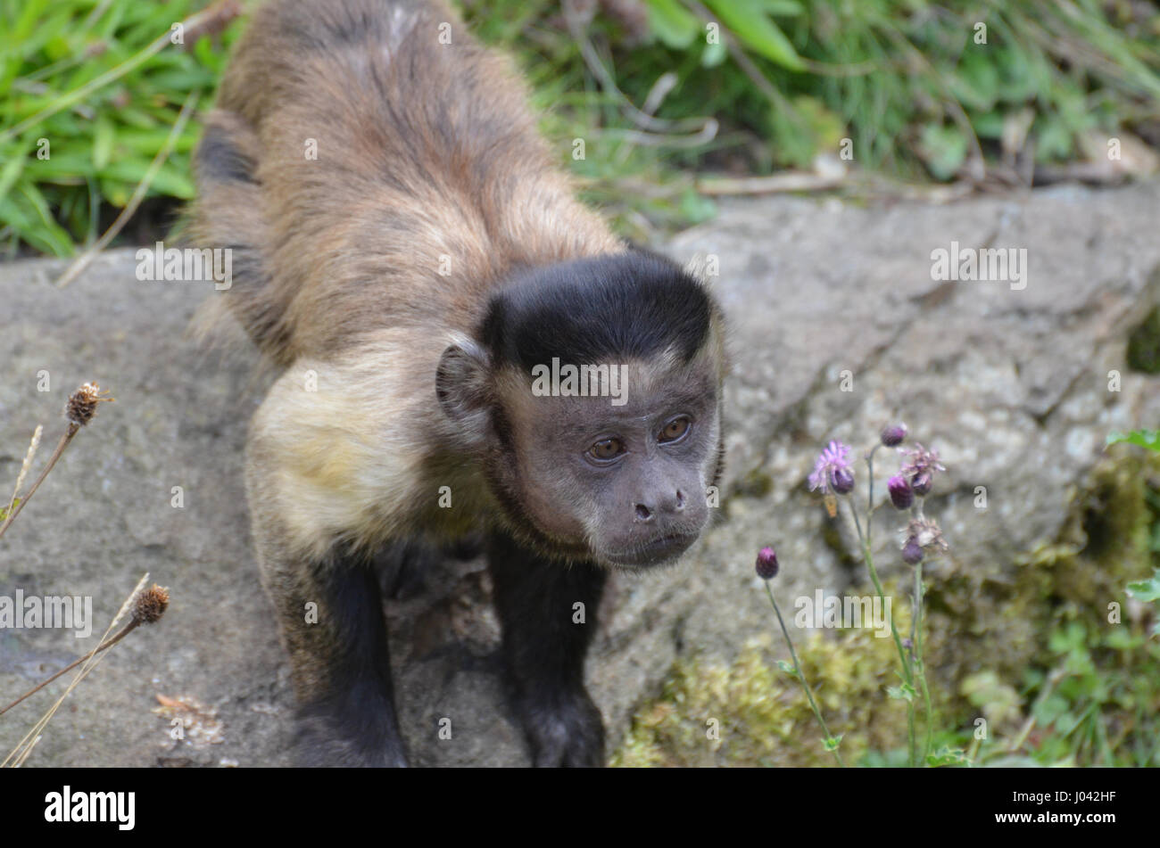 Tufted brown capuchin monkey on hi-res stock photography and images - Alamy