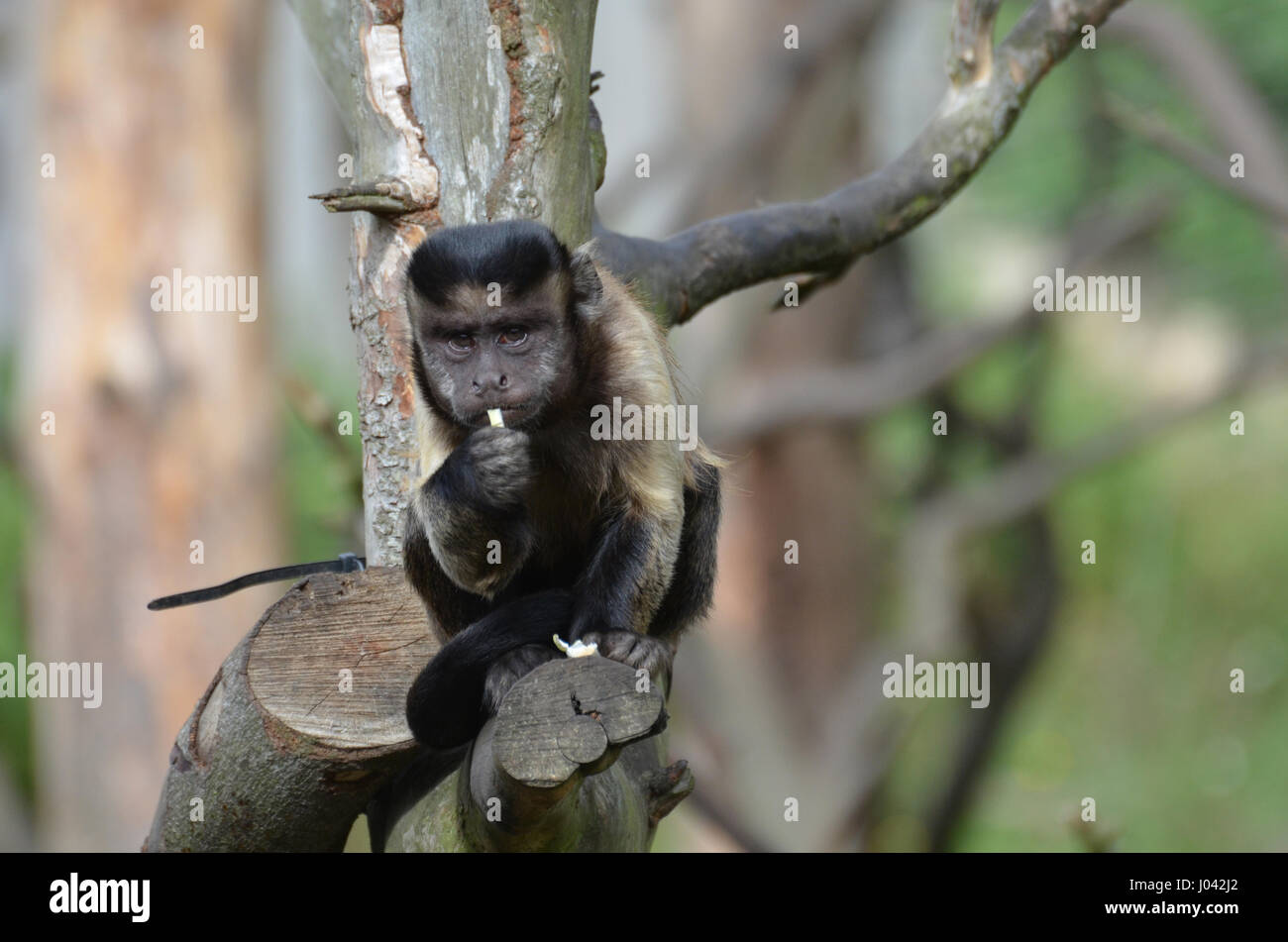 Really cute brown capuchin monkey snacking while he was sitting in a ...