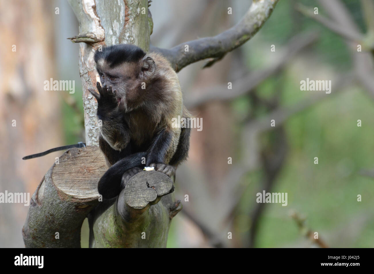 Adorable snacking tufted capuchin monkey snacking in a tree Stock Photo ...
