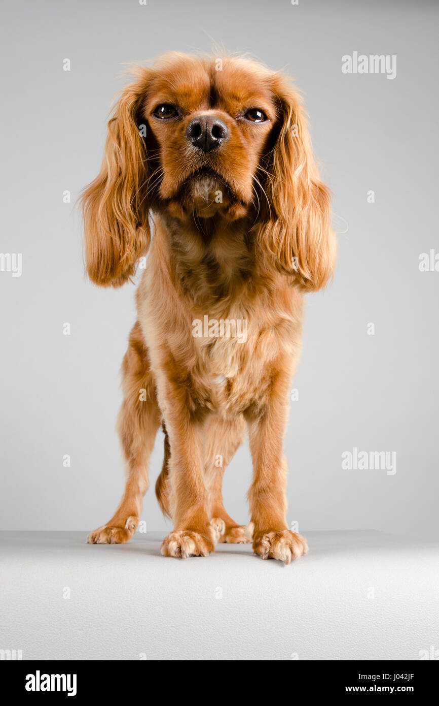 Cavalier King Charles Spaniel standing patiently, UK Stock Photo - Alamy