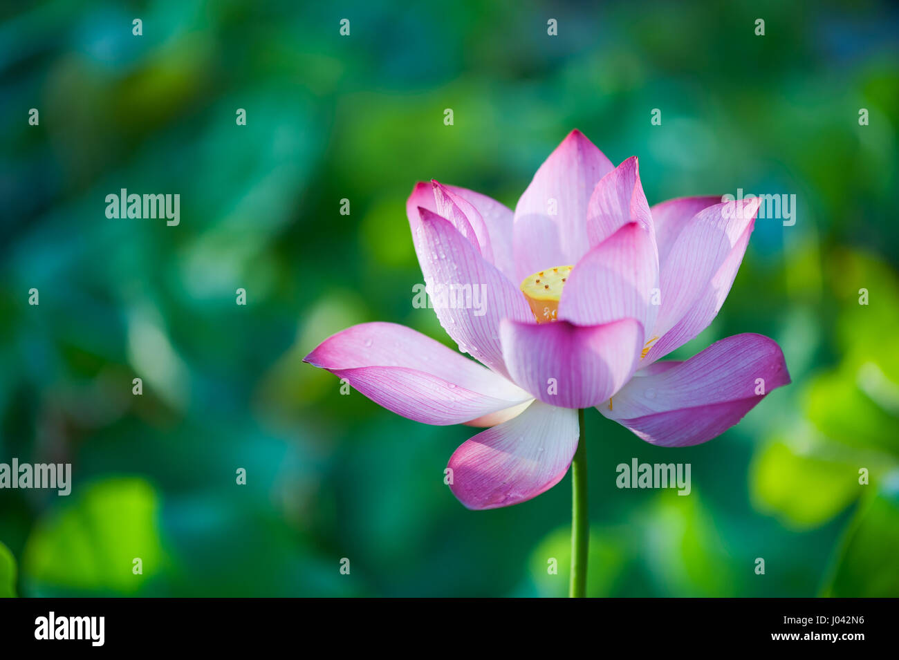 Lotus flower in the morning sun against green background, Chengdu ...