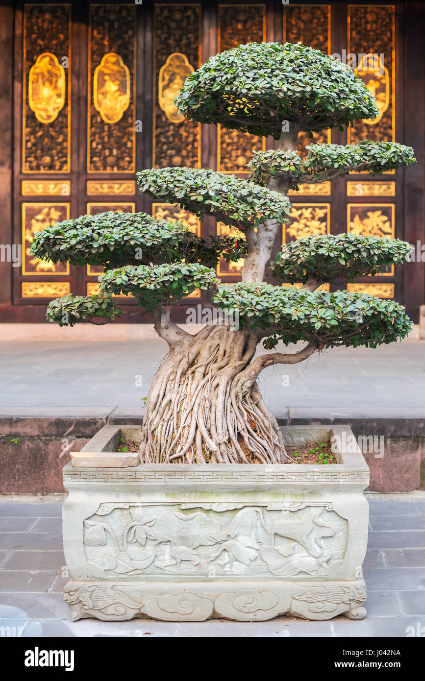 Bonsai in front of a temple in Chengdu, China Stock Photo - Alamy