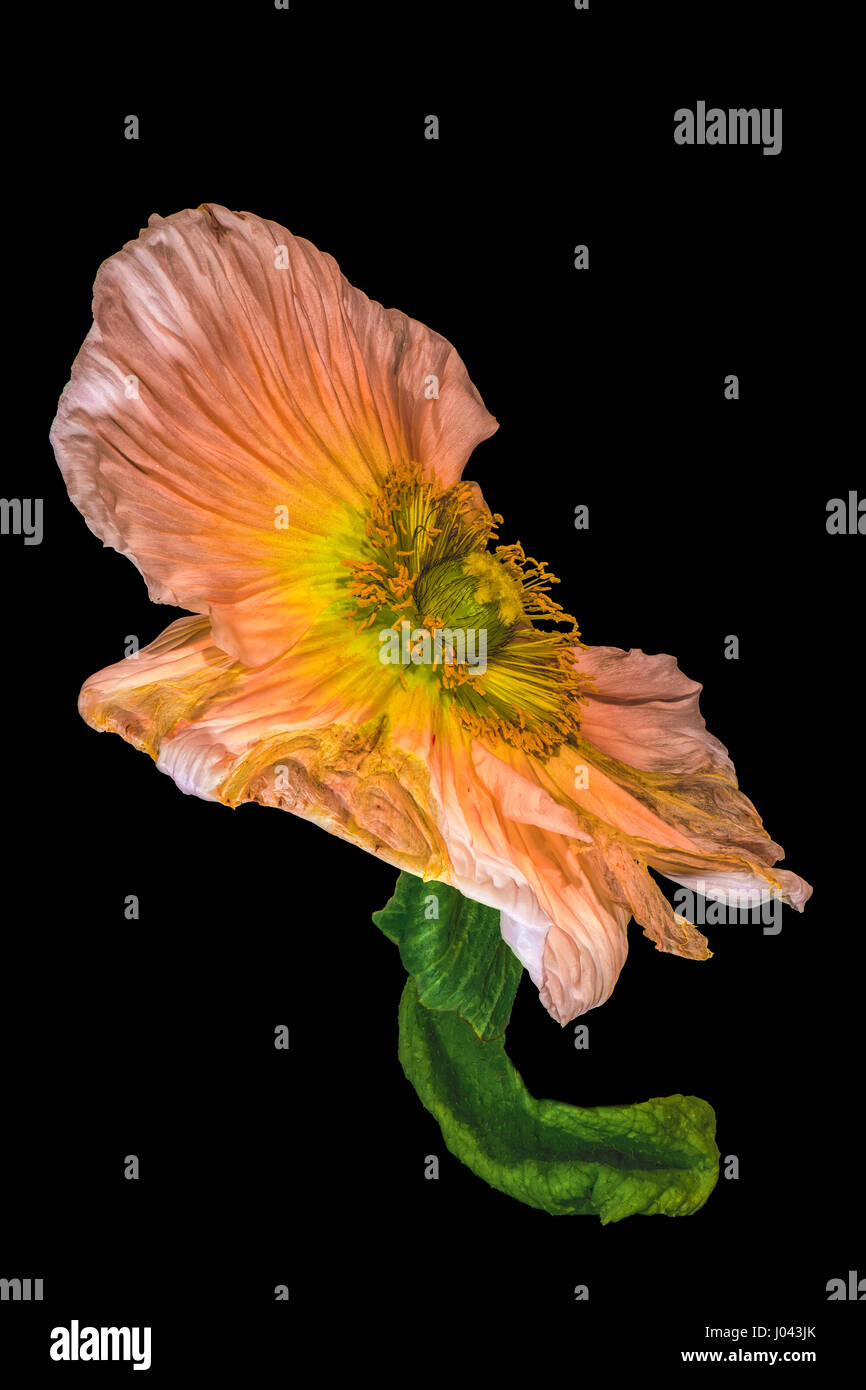 surrealistic fading orange yellow satin/silk poppy,black background ...