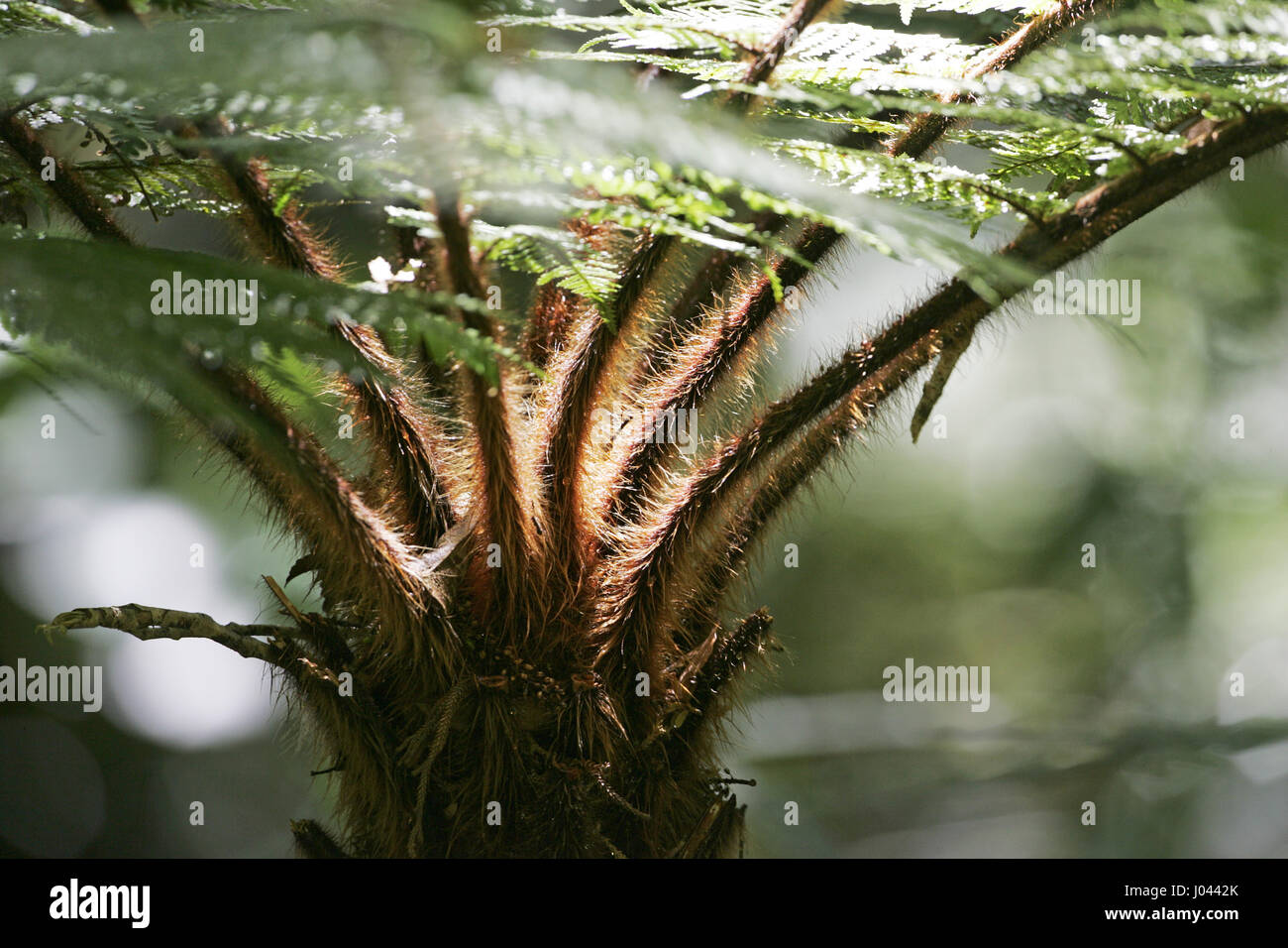 Wheki Dicksonia squarrosa New Zealand Stock Photo - Alamy