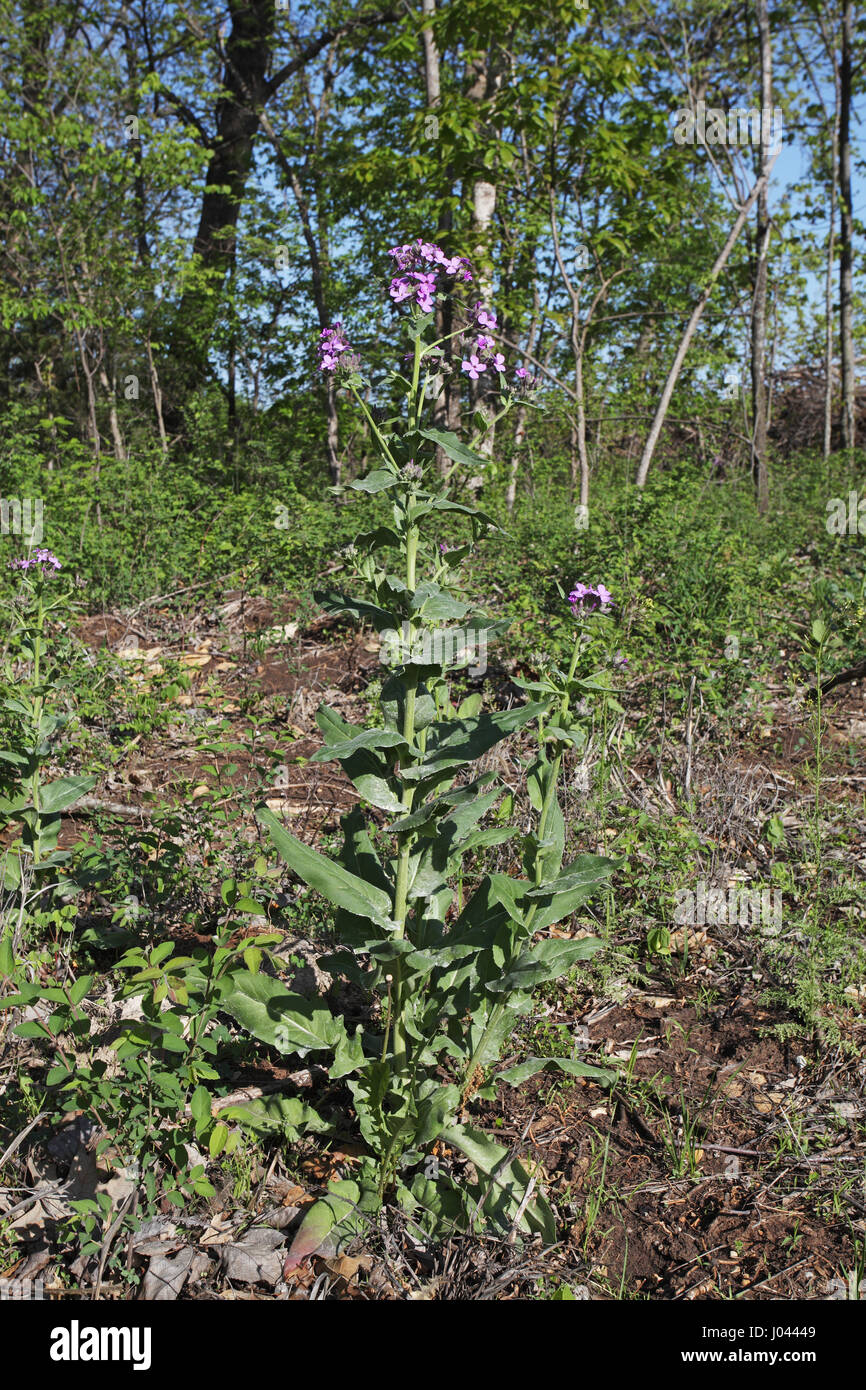 Dames violet hi-res stock photography and images - Alamy