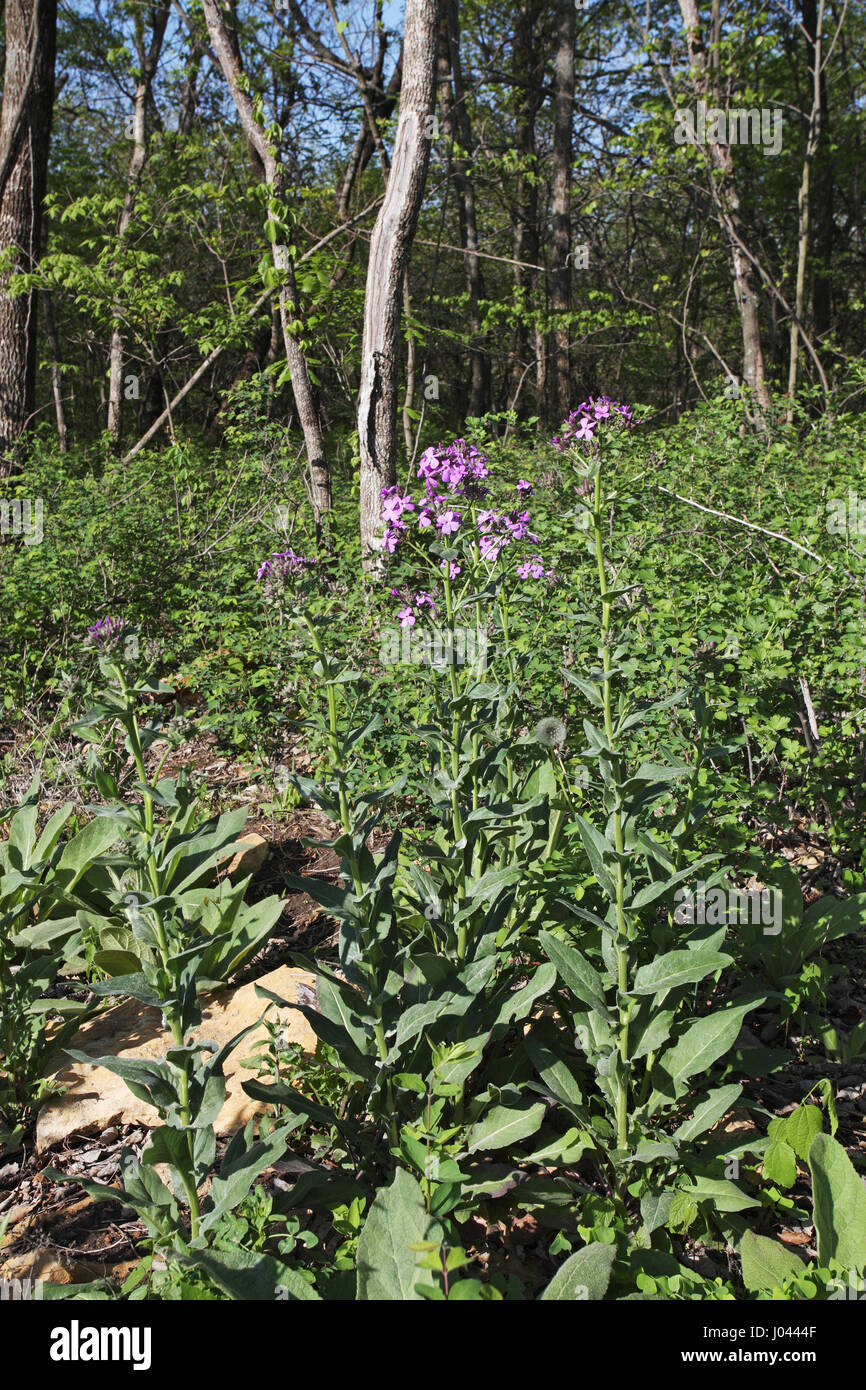 Dame's violet Hesperis matronalis Stock Photo - Alamy