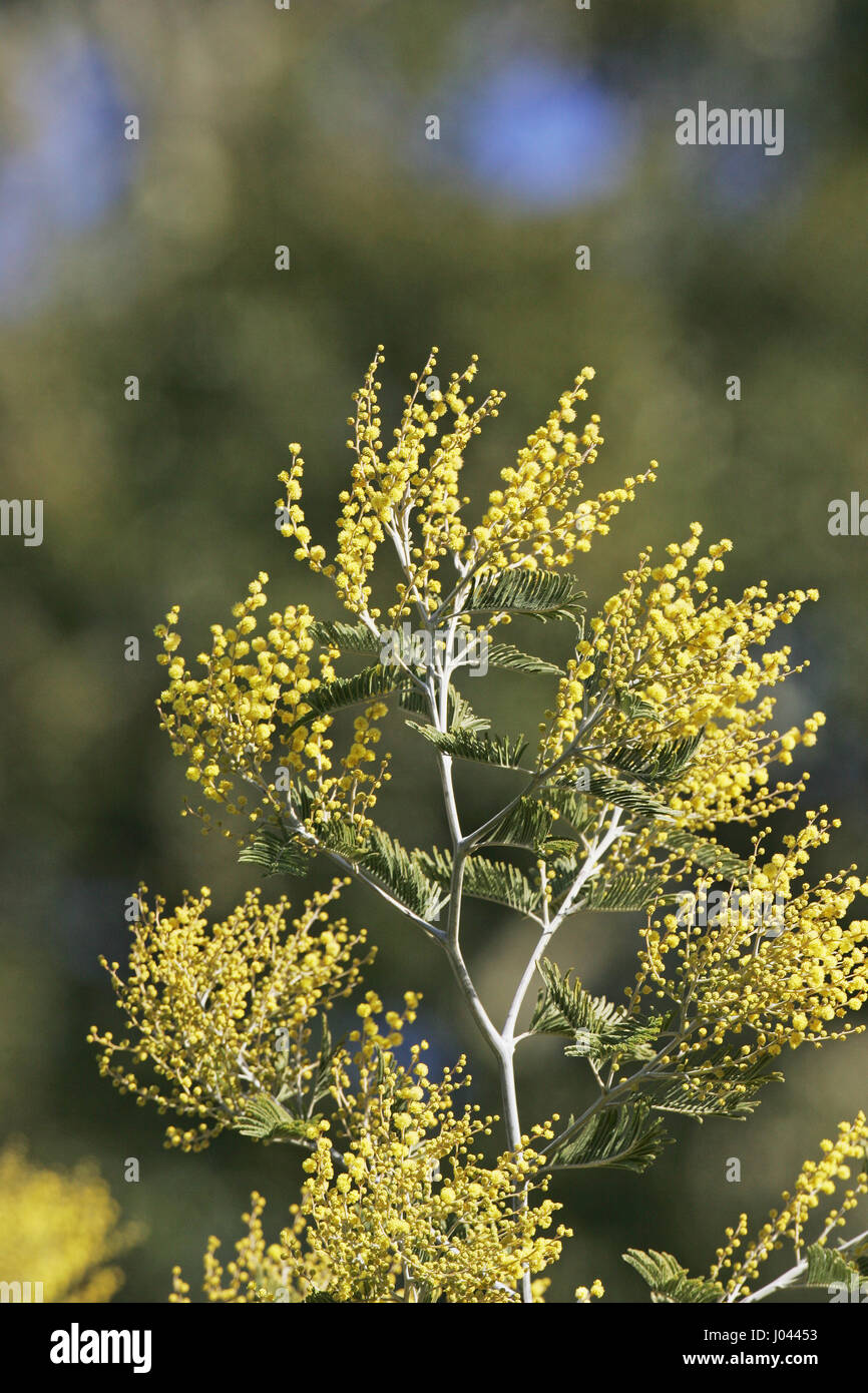 Silver wattle Acacia dealbata Stock Photo - Alamy