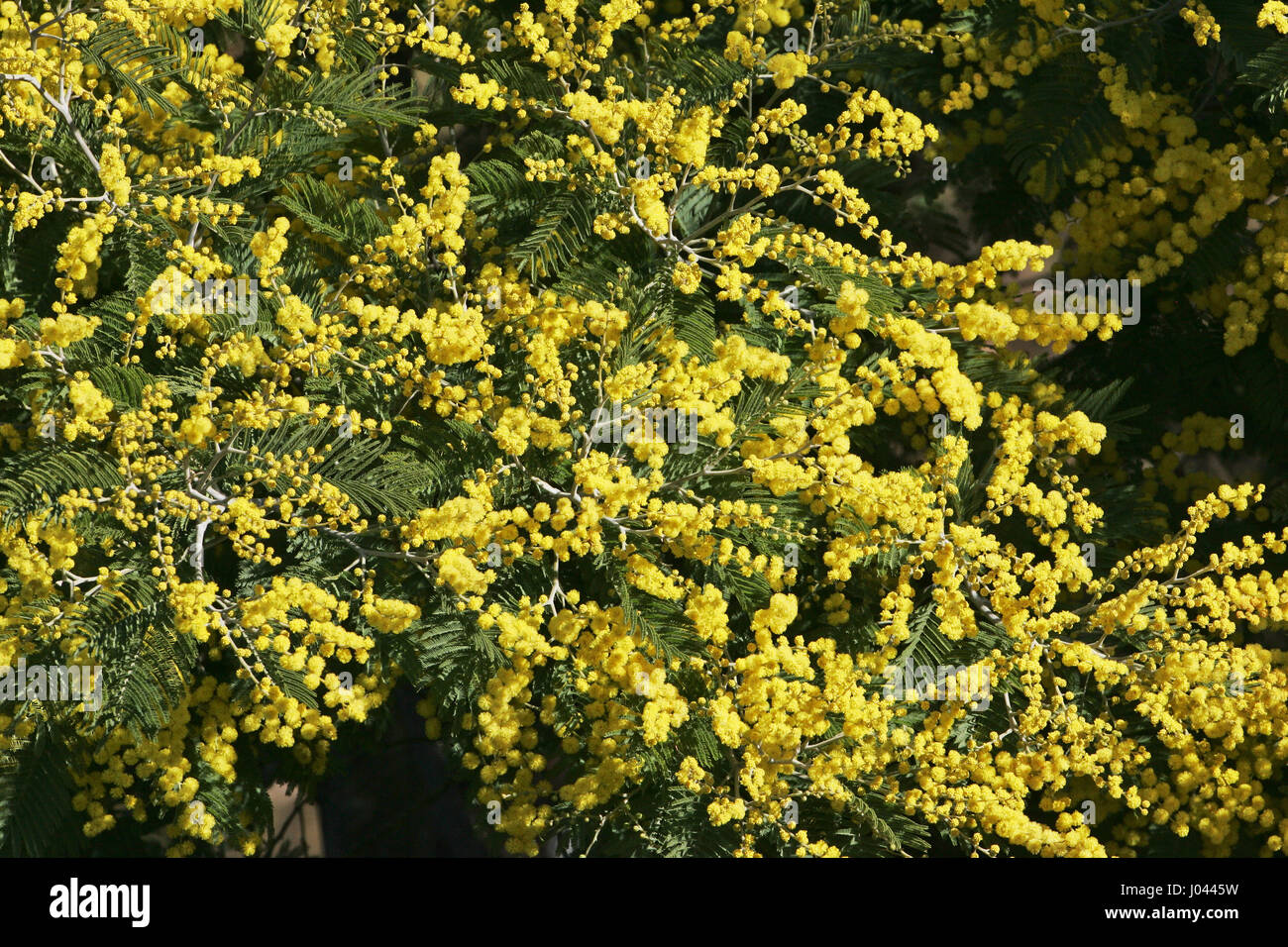 Silver wattle Acacia dealbata Stock Photo - Alamy