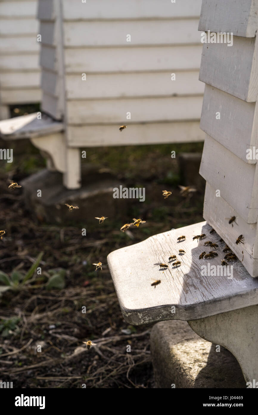 White Hives with a lively traffic of bees buzzing fly in and out of the ...