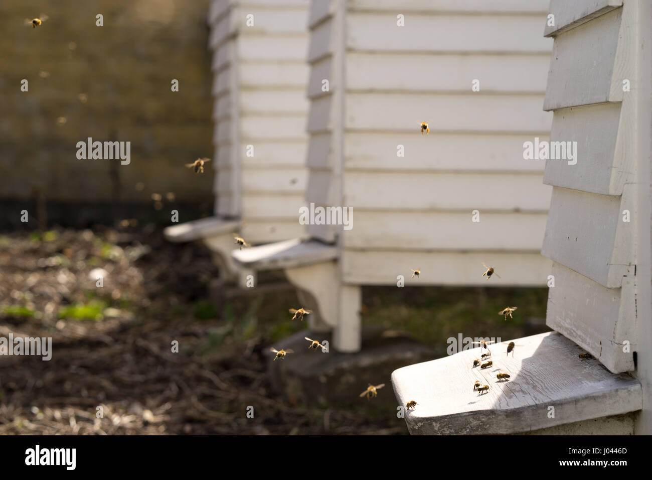 White Hives with a lively traffic of bees buzzing fly in and out of the ...