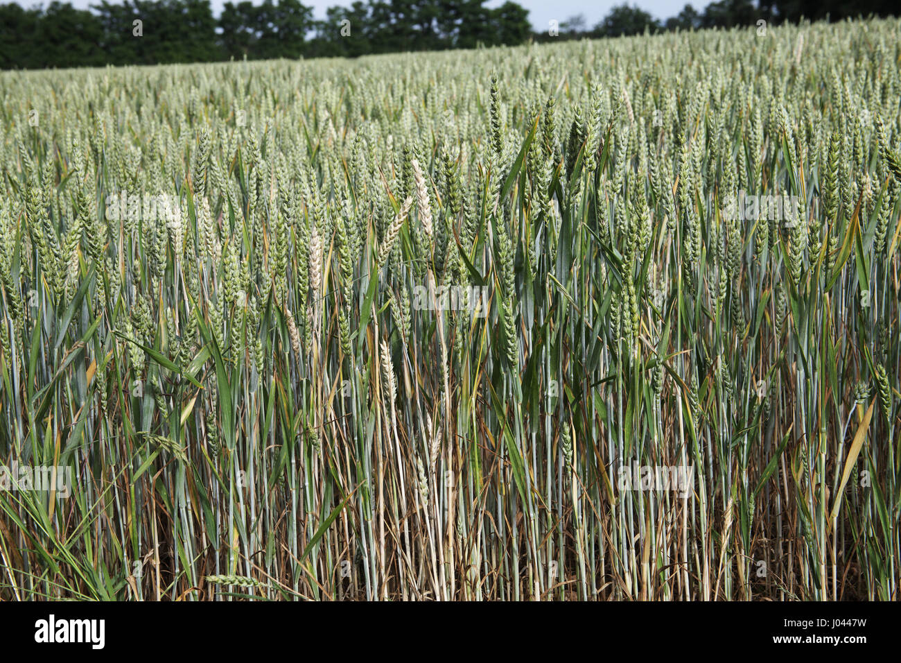 Field of barley Stock Photo - Alamy