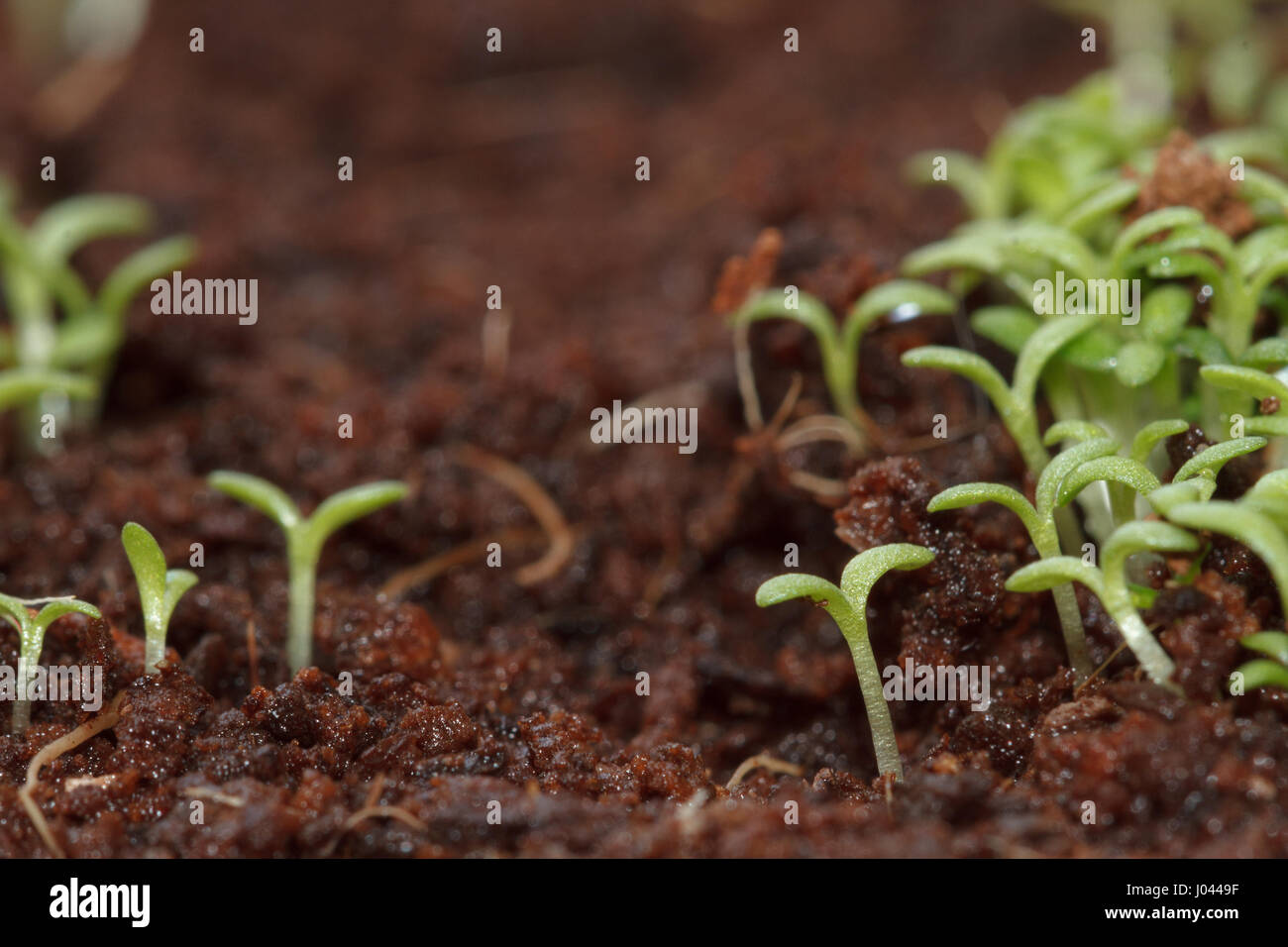 Green chamomile sprouts growing from seeds Stock Photo - Alamy