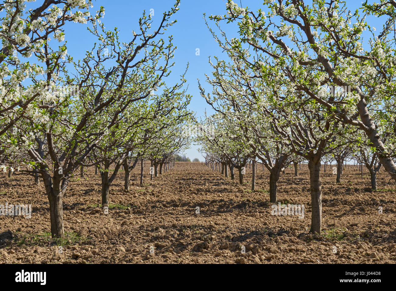 Cherry trees garden at springtime in a sunny day Stock Photo - Alamy