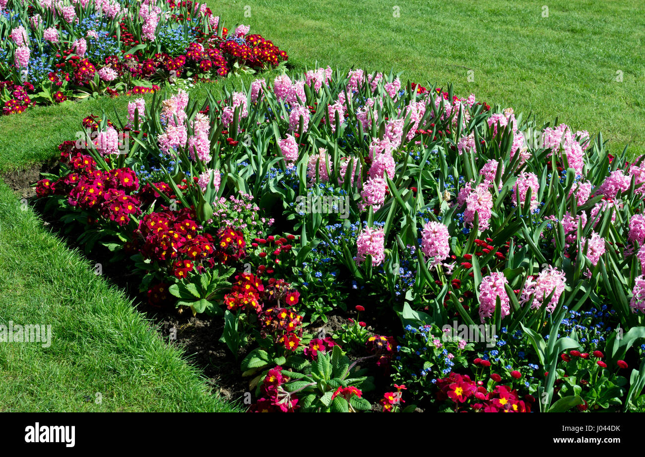 Spring flower beds with Polyanthus, Myosotis, Bellis and Hyacinths ...