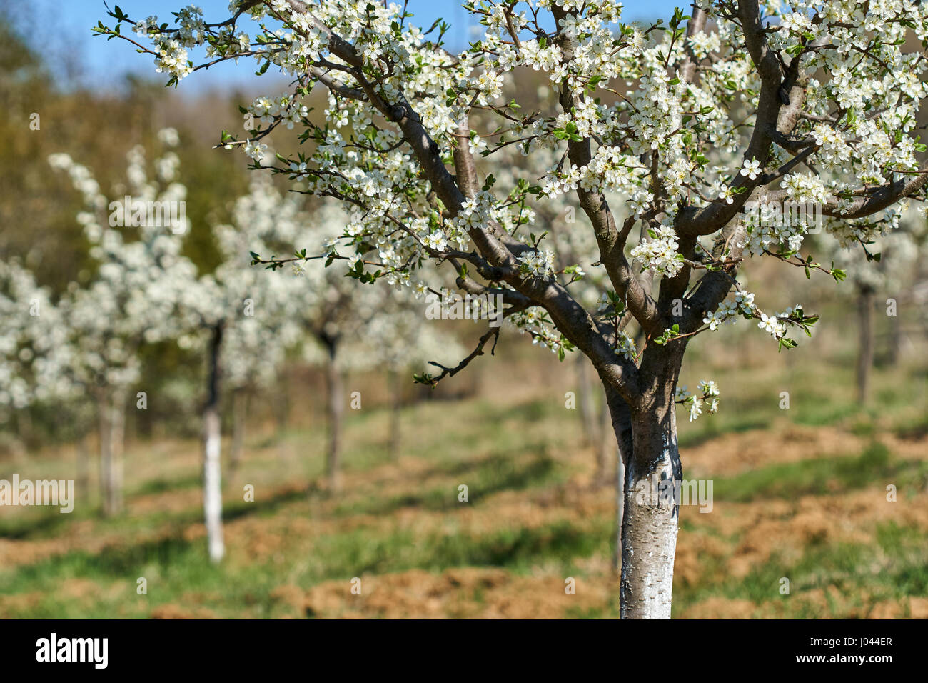 Cherry trees garden at springtime in a sunny day Stock Photo - Alamy