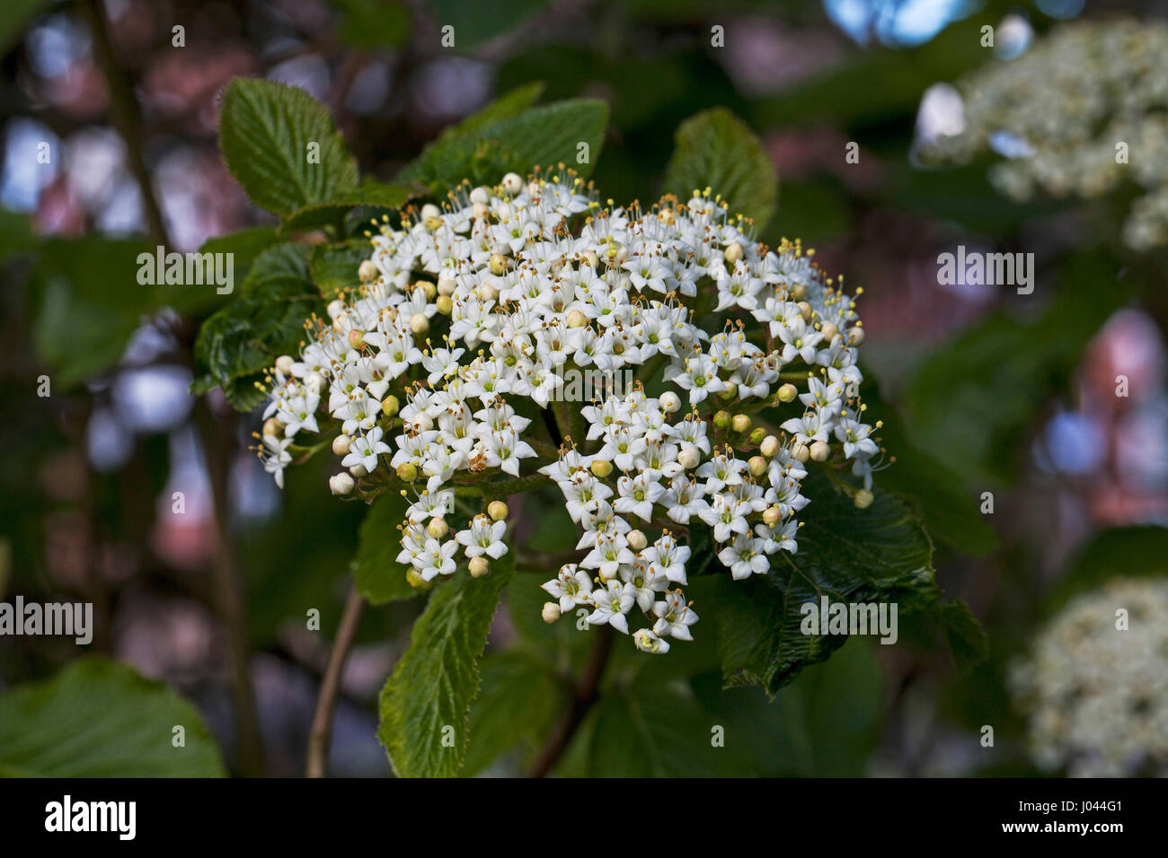 Wayfaring tree Viburnum lantana beside the Castleman Trailway Ringwood ...