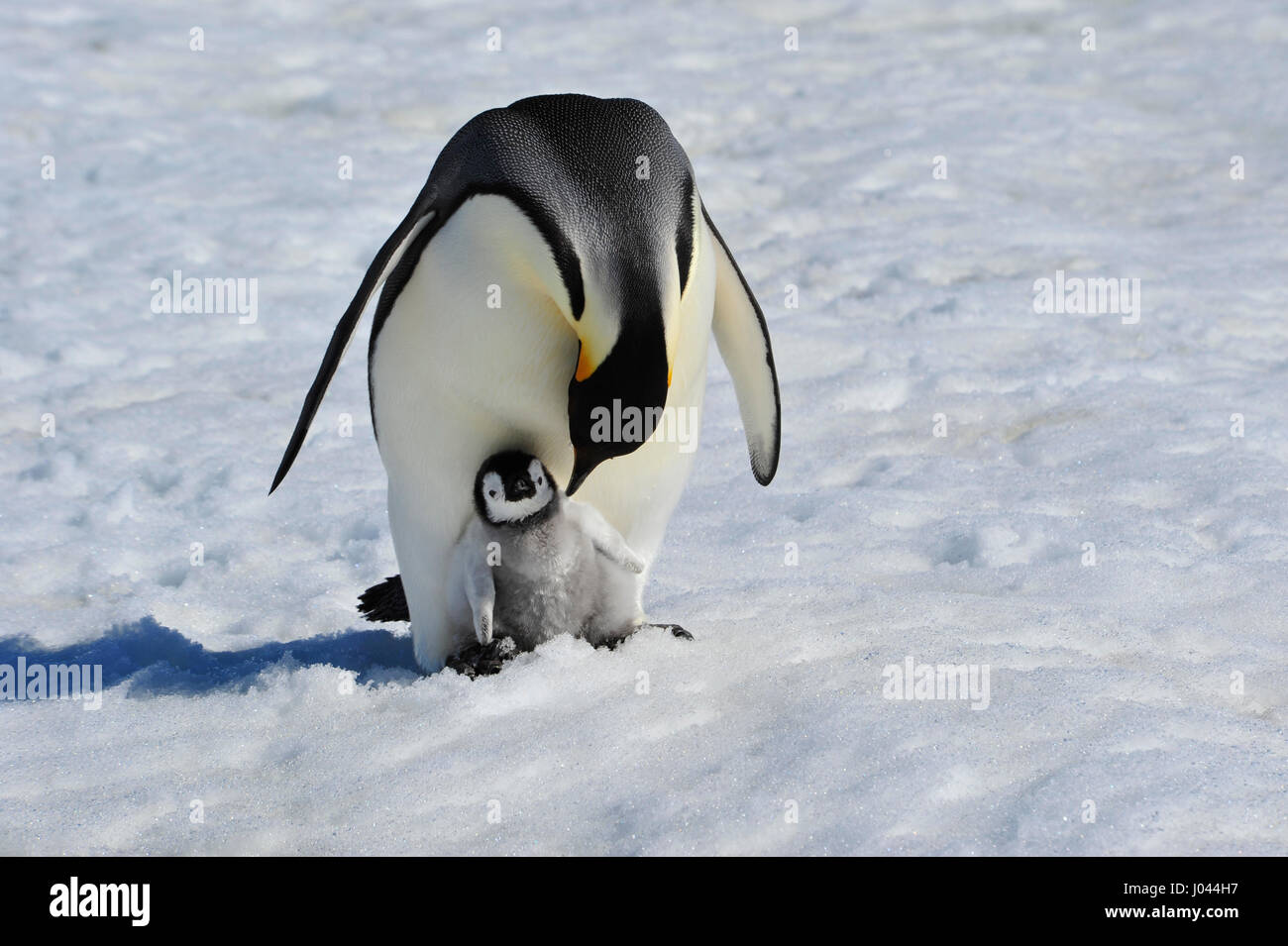 Emperor Penguin with chick Stock Photo - Alamy