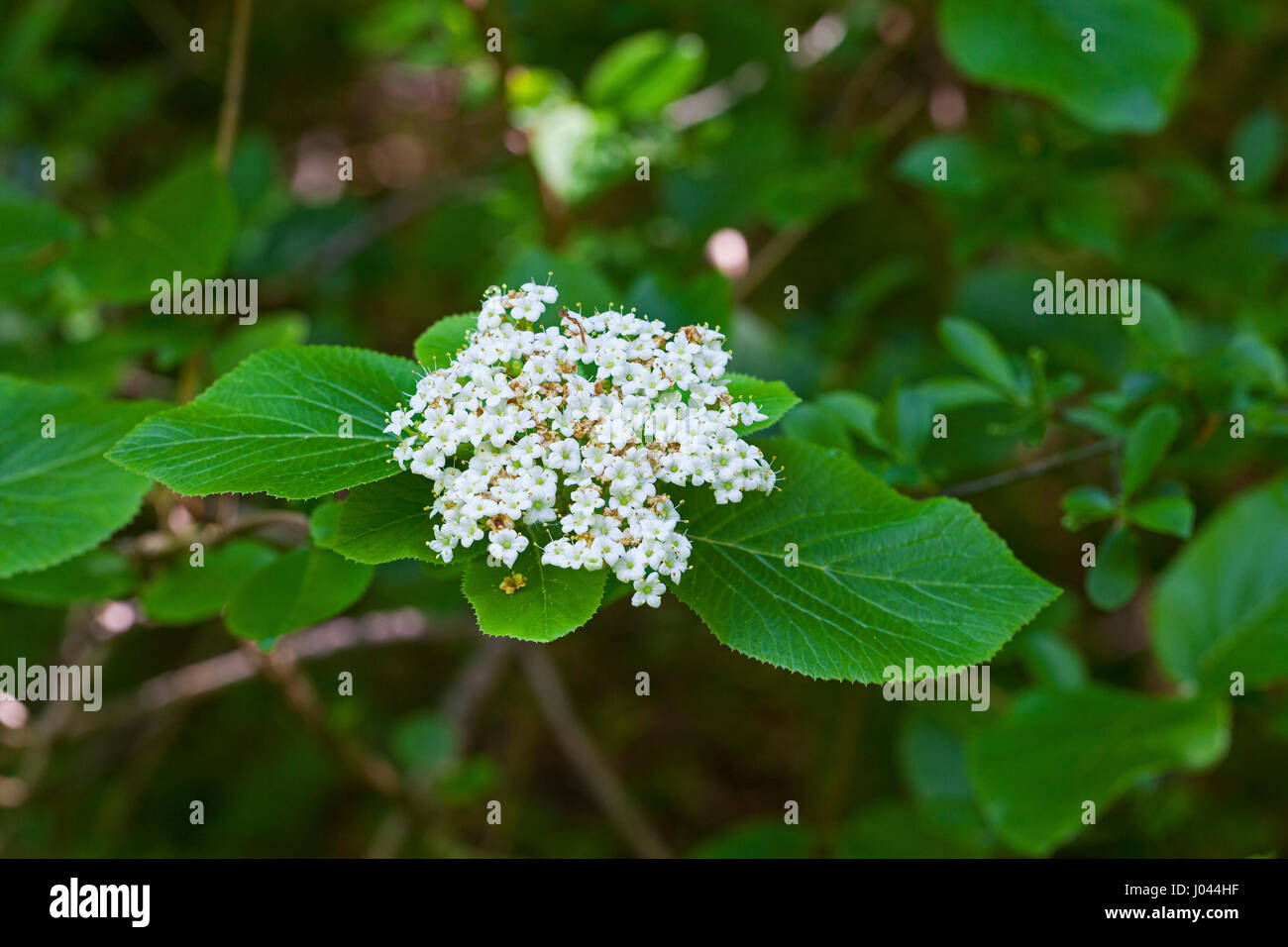 Wayfaring tree Viburnum lantana in mixed woodland Chappetts Copse ...