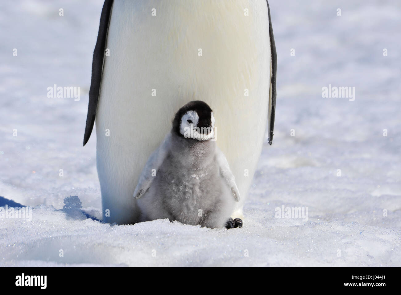 Emperor Penguin with chick Stock Photo - Alamy