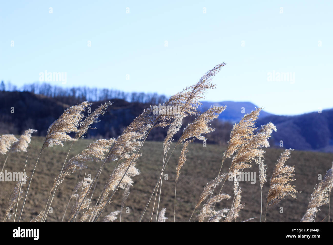 Grain field fall weather hi-res stock photography and images - Alamy