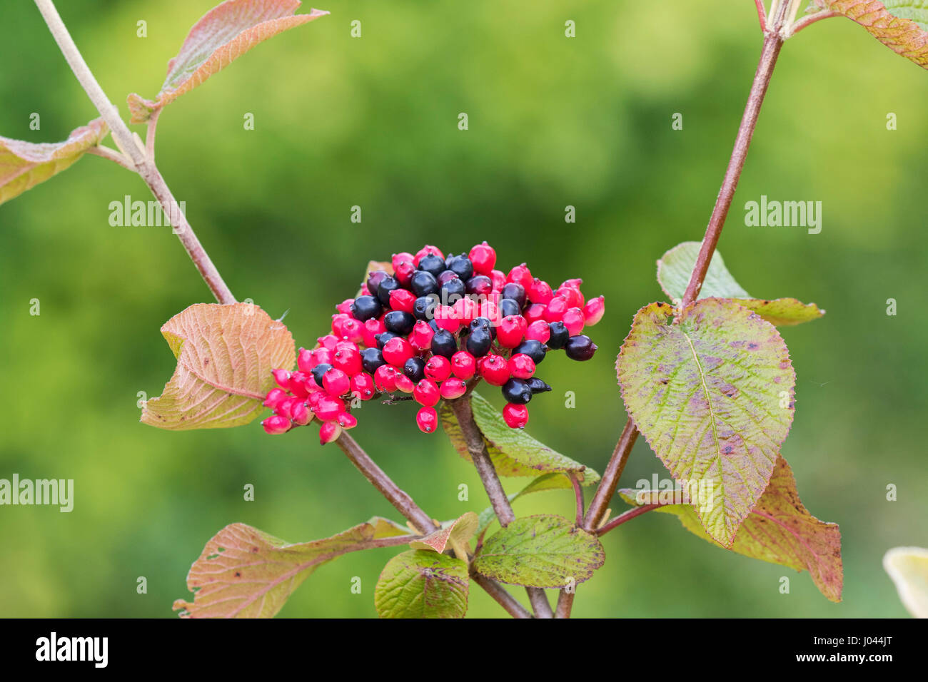 Wayfaring tree Viburnum lantana with berries Broughton Down Hampshire ...