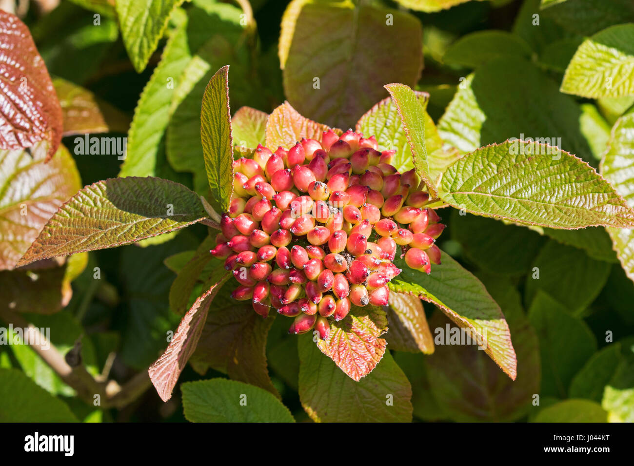 Wayfaring tree Viburnum lantana with berries Broughton Down Hampshire ...