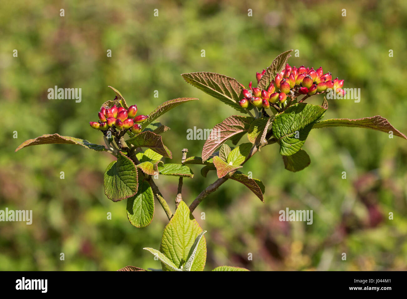 Wayfaring tree Viburnum lantana with berries Broughton Down Hampshire ...