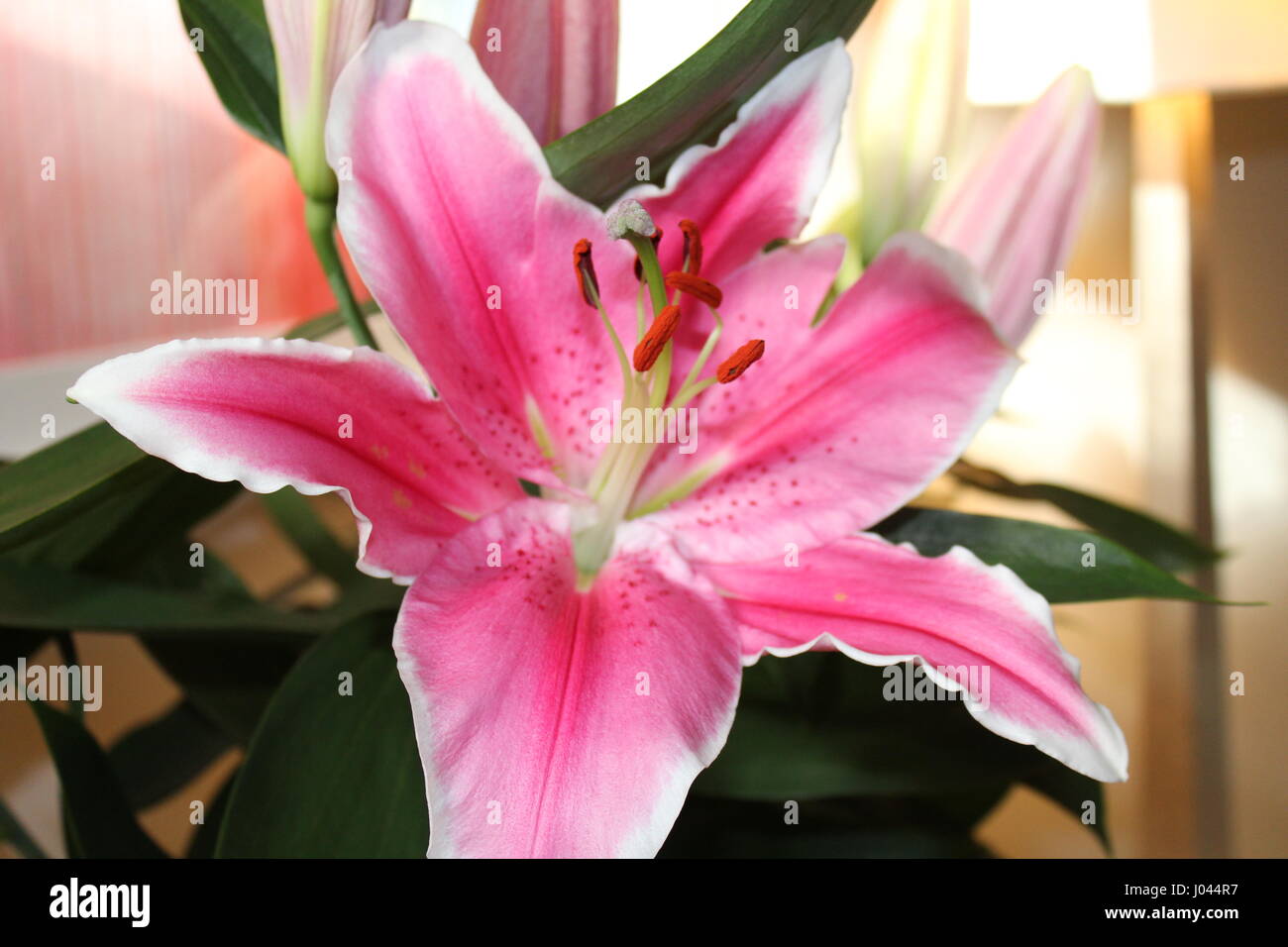 Pink Lily Closeup Stock Photo - Alamy