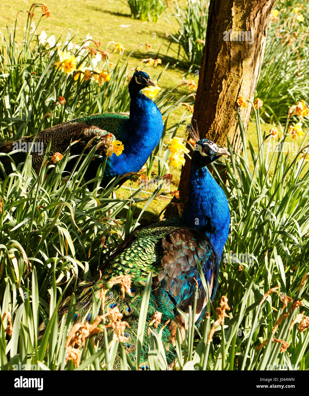 Day peacock hi-res stock photography and images - Alamy