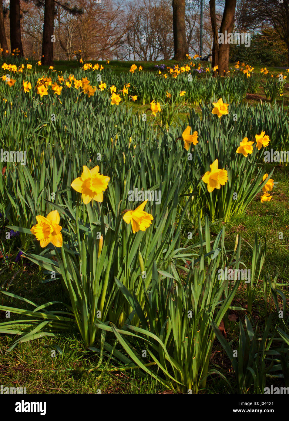 Daffodils scene hi-res stock photography and images - Alamy
